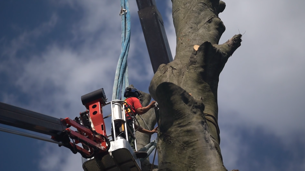 How Tracked Lifts Increase Efficiency and Improve ROI for Tree Care ...